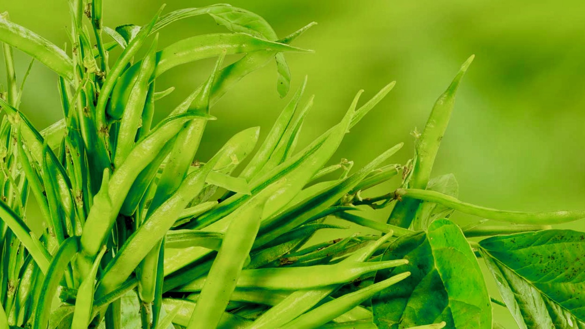 Request Samples Of Our Guar Powder Product | Guar Resources